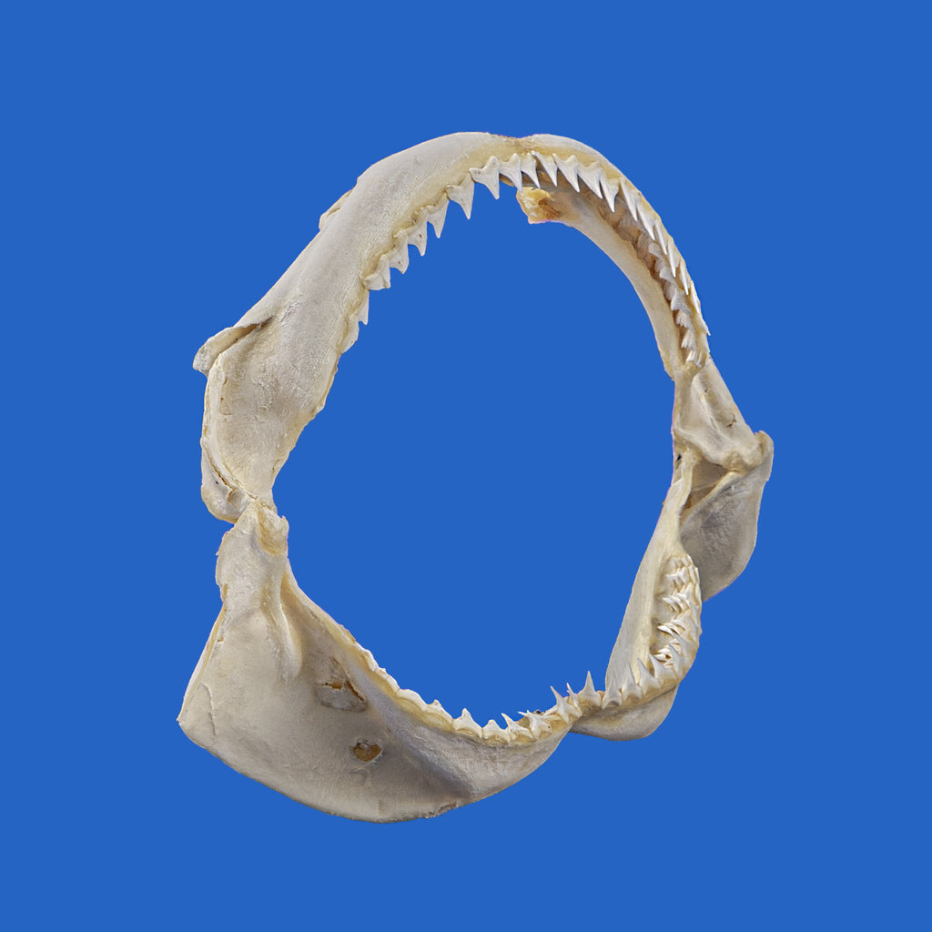Bull Shark Jaws For Sale Australia - Oceanicshark