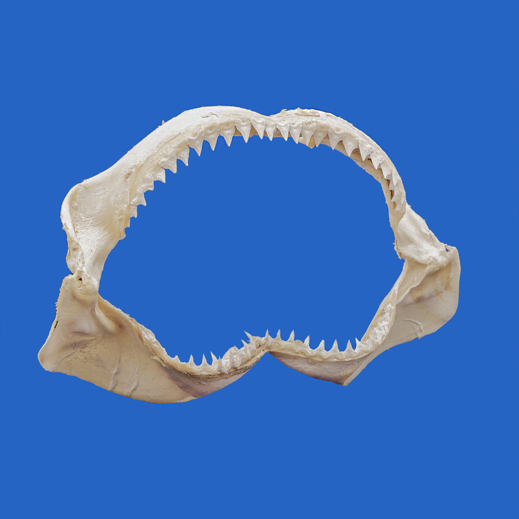 Bull Shark Jaws For Sale - Oceanicshark, Australia