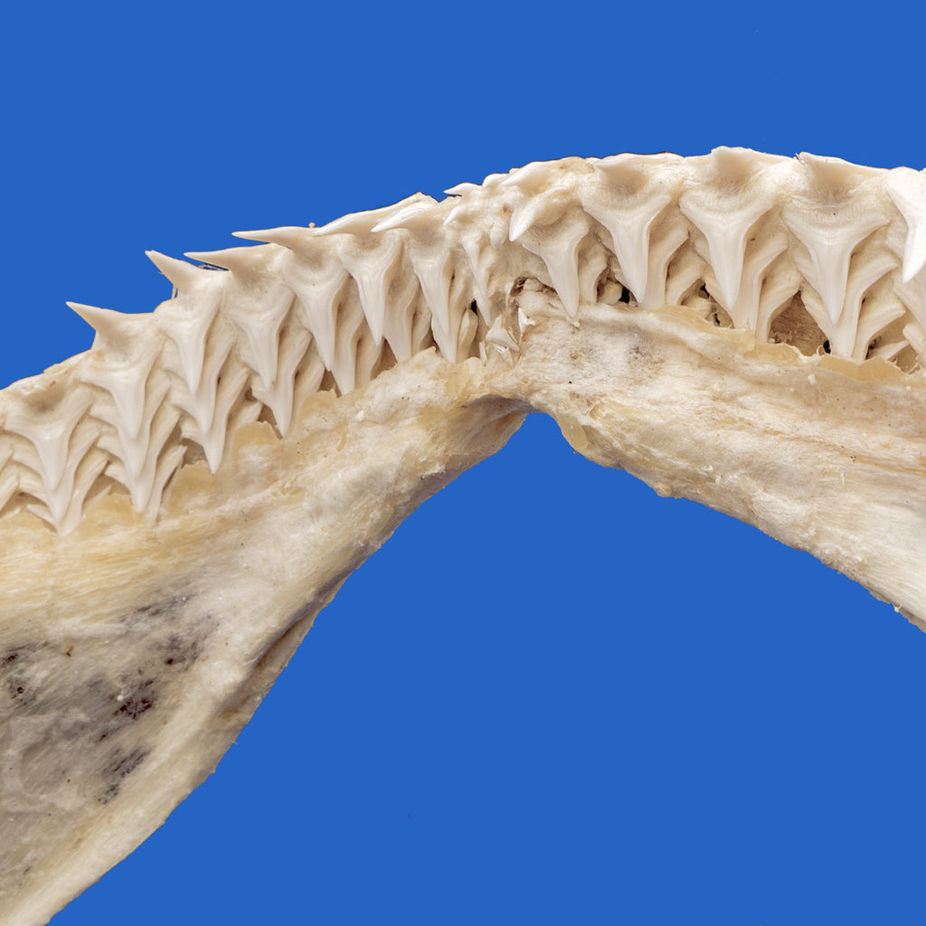 Large Bull Shark Jaws - Worldwide Delivery – Oceanicshark