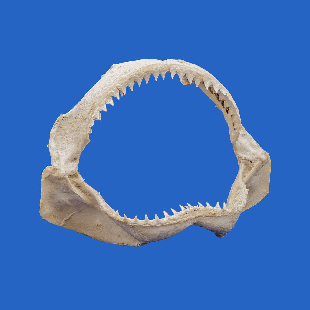 Large Bull Shark Jaws - Worldwide Delivery – Oceanicshark