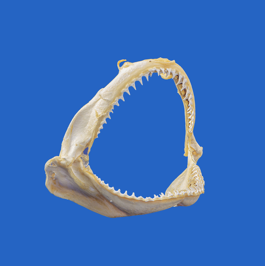 Shark Jaws For Sale - Oceanicshark Australia