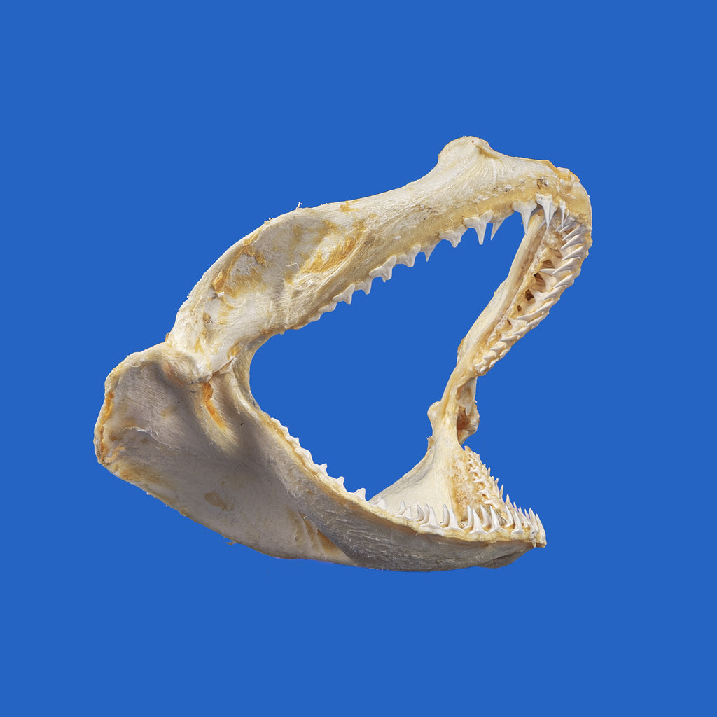 Blacktip Shark Jaws For Sale - Oceanicshark Australia