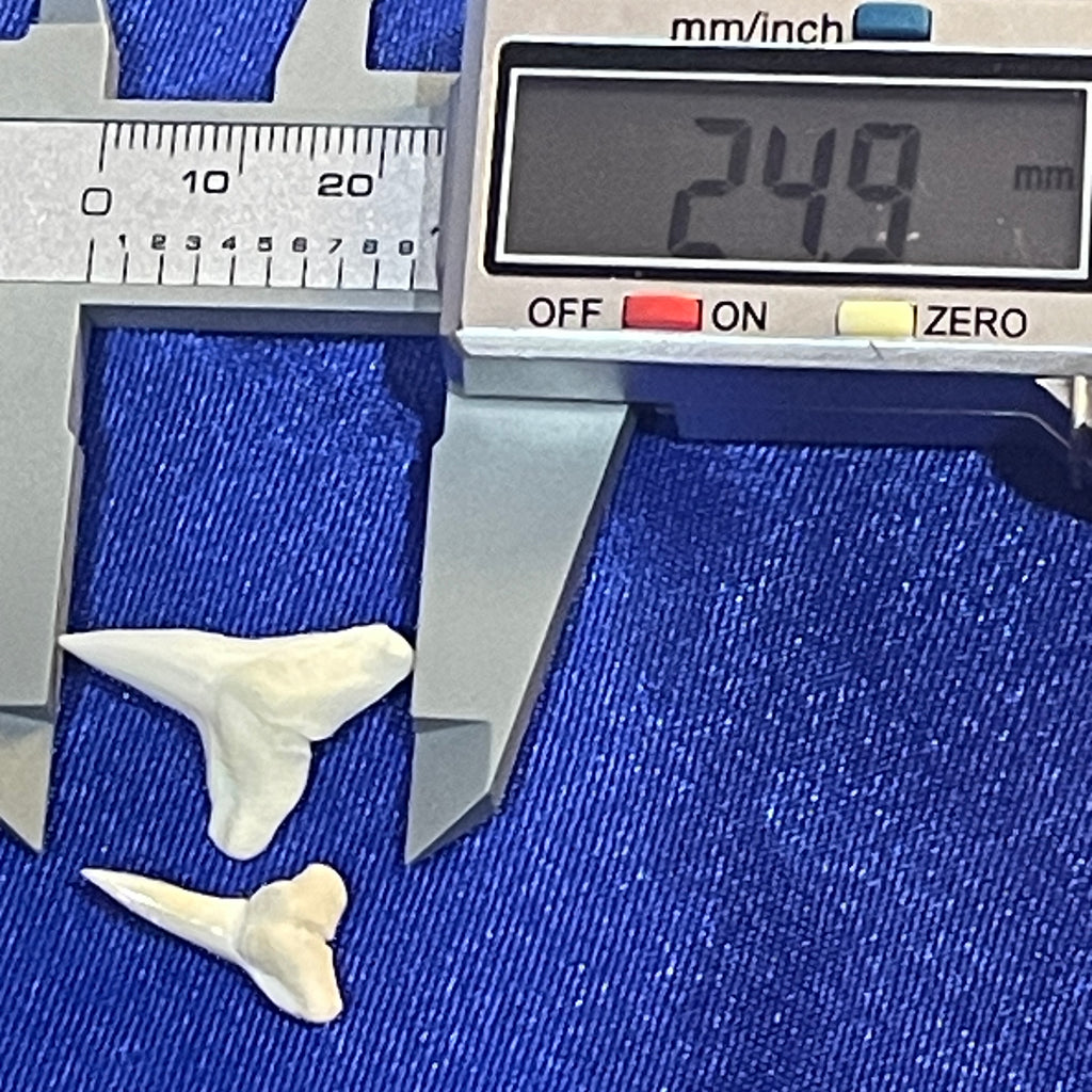 Shark Teeth Set For Sale | Perfect Shark Gift – Oceanicshark