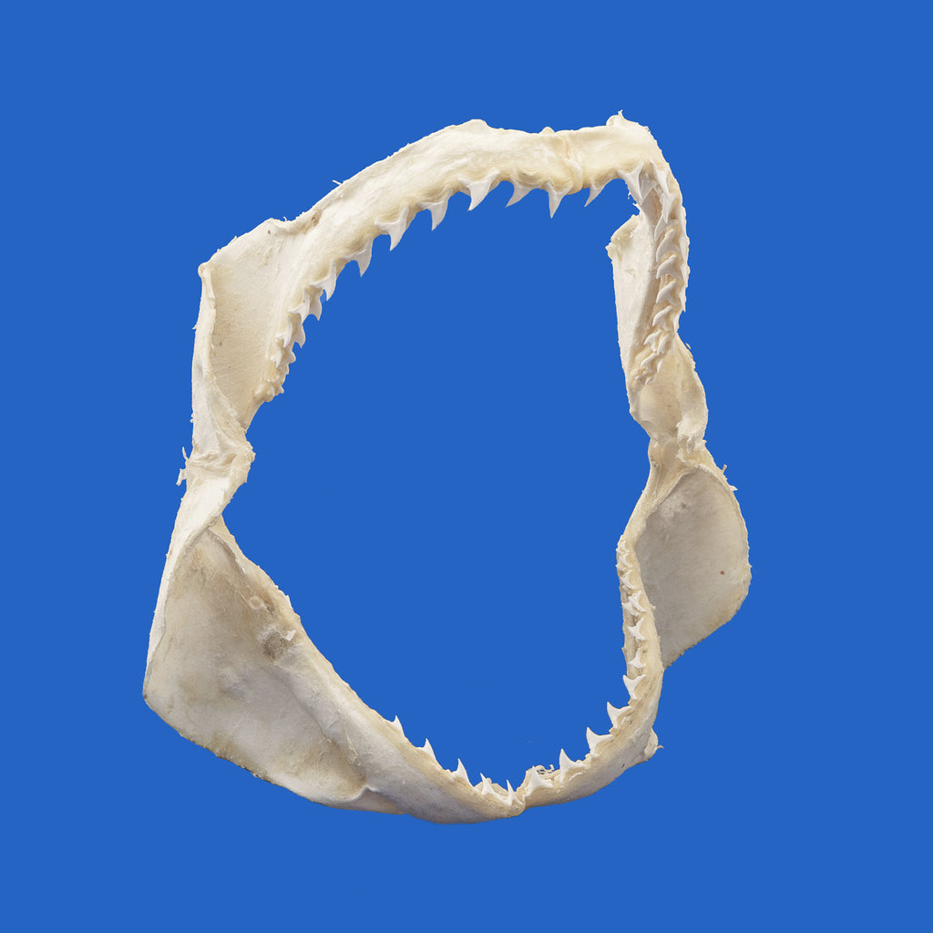 Bigeye Thresher Shark Jaws - Worldwide Delivery From Australia ...