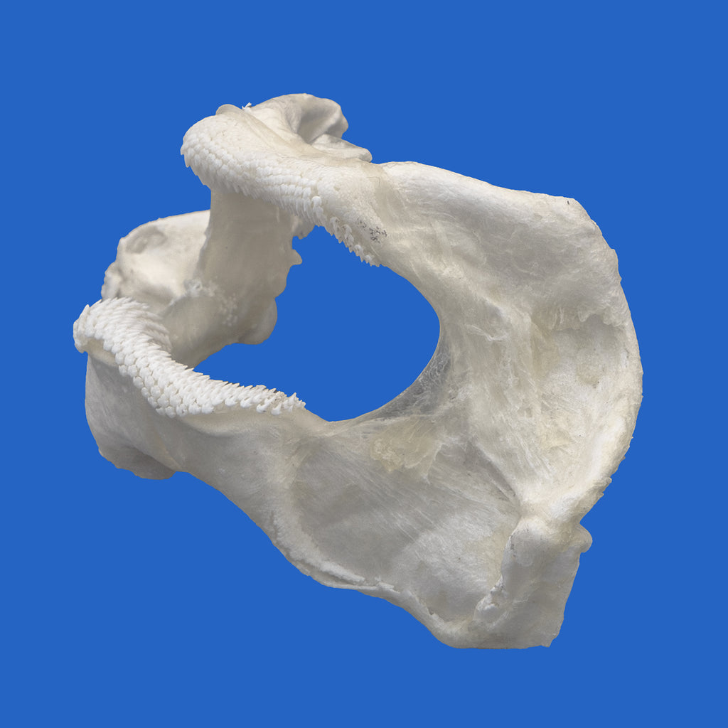 Zebra Shark Jaw For Sale Z4 – Oceanicshark