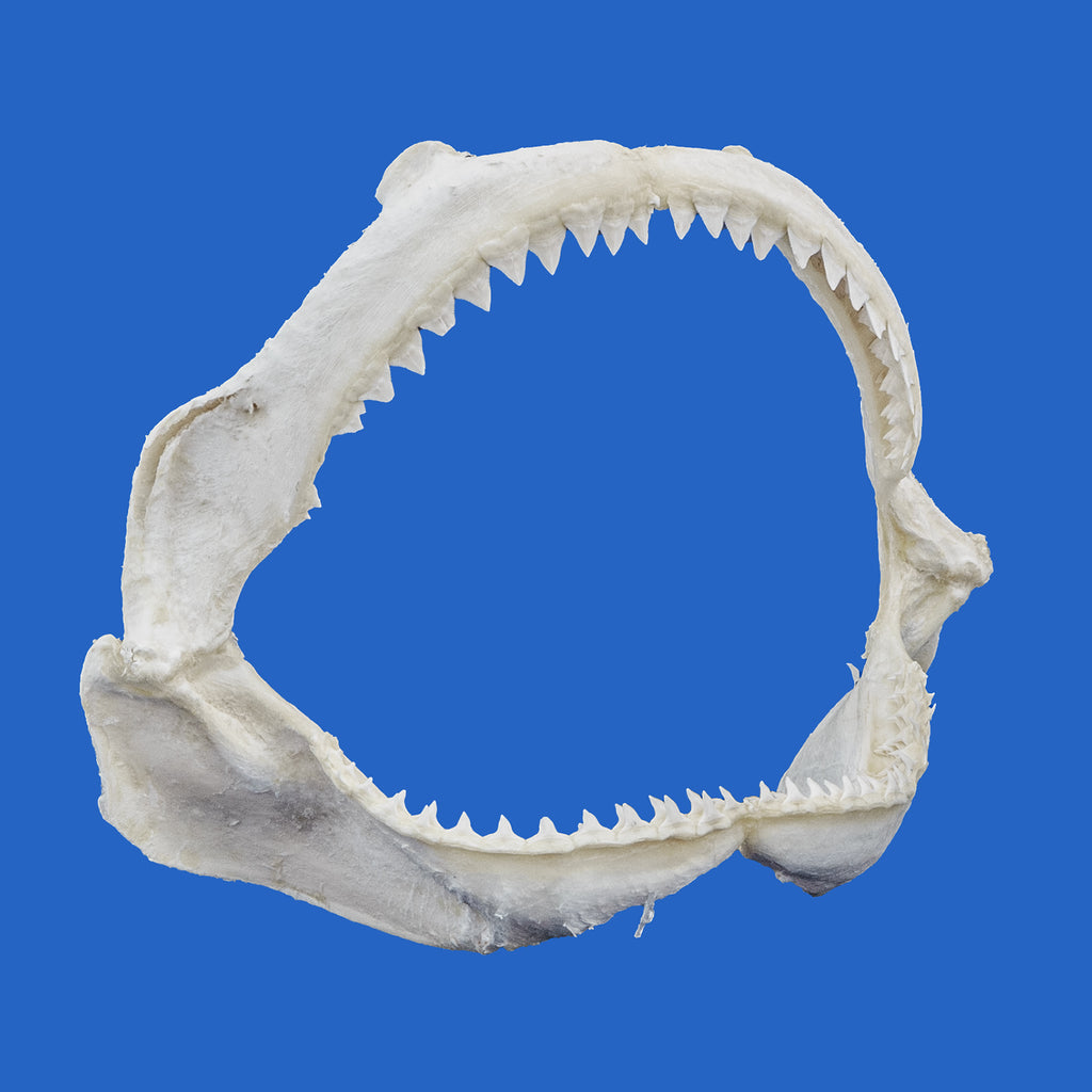 Shark Jaws - Father's Day Present – Oceanicshark