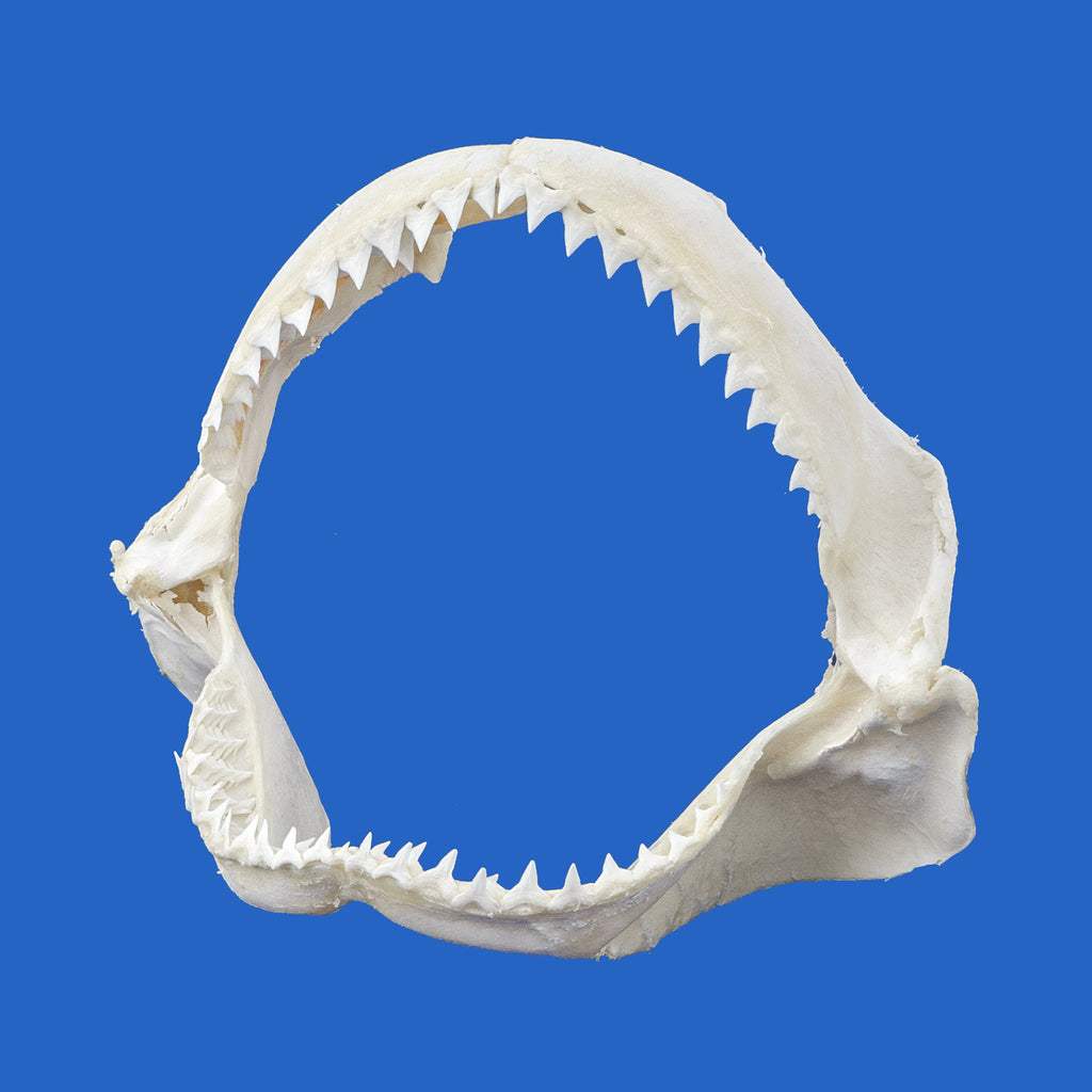 Bull Shark Jaws For Sale - Oceanicshark, Australia