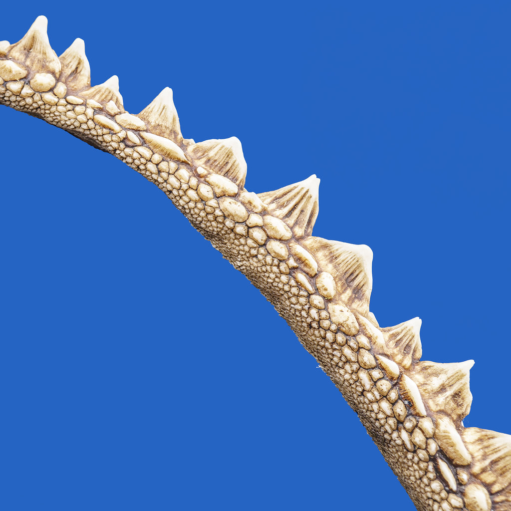 Bowmouth Guitarfish Shark Ray Spine - Oceanicshark