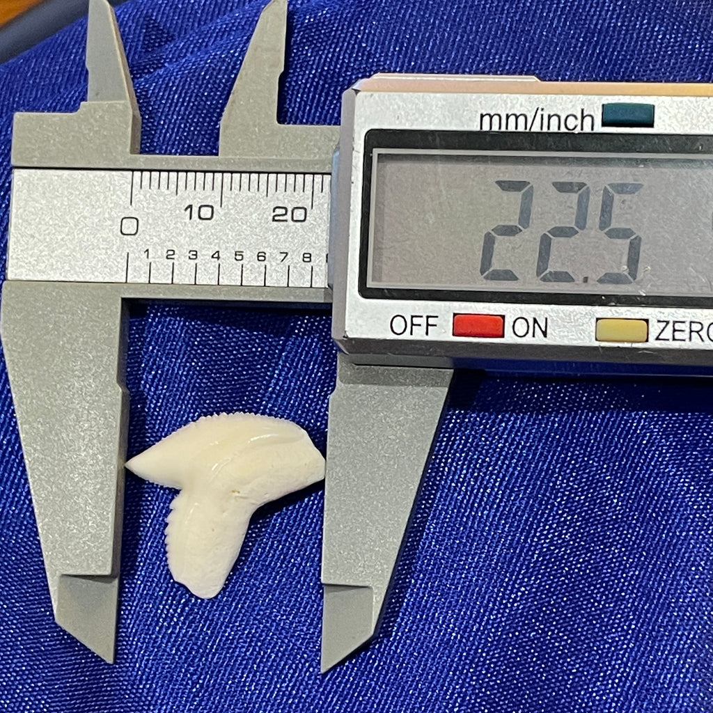 Real Tiger Shark Tooth | Great Shark Present – Oceanicshark