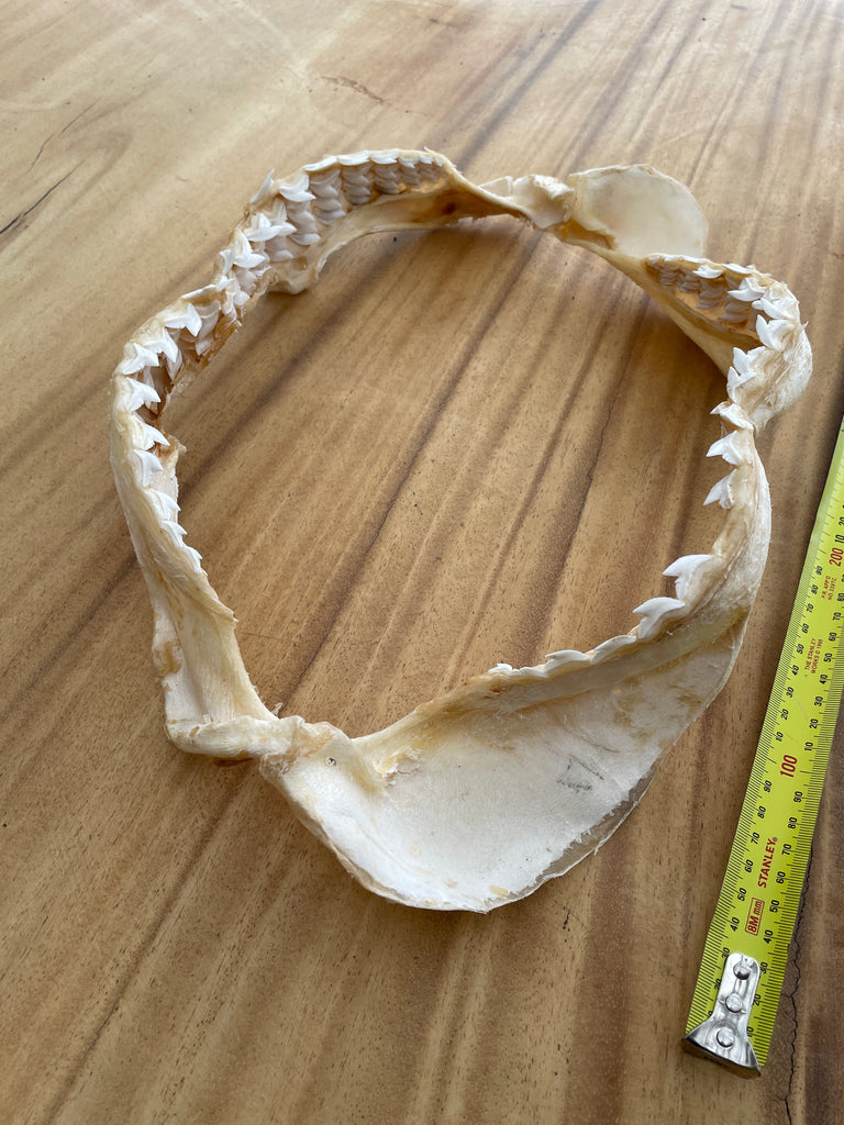 Real Tiger Shark Jaws for Sale | Genuine Shark Jaws Display – Oceanicshark