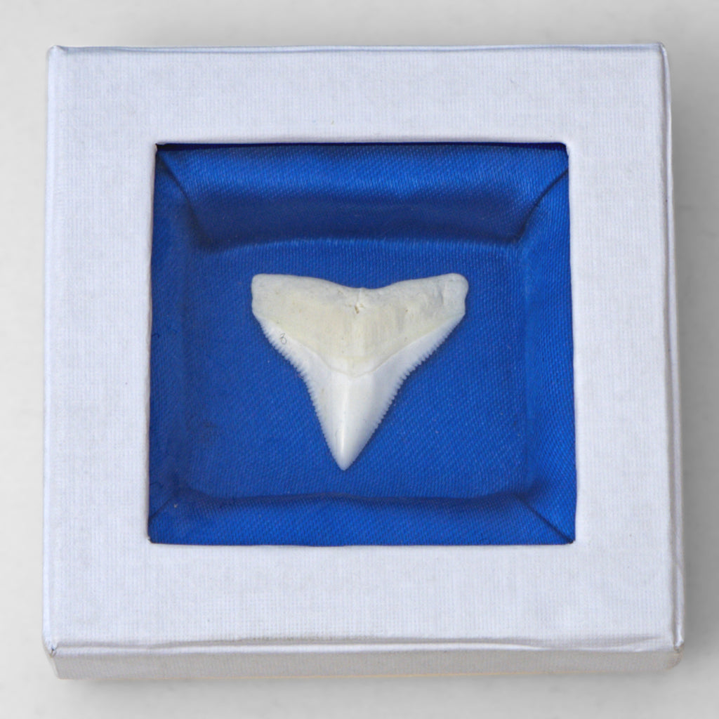 Bull Shark Tooth in Display Box | Great Shark Present – Oceanicshark
