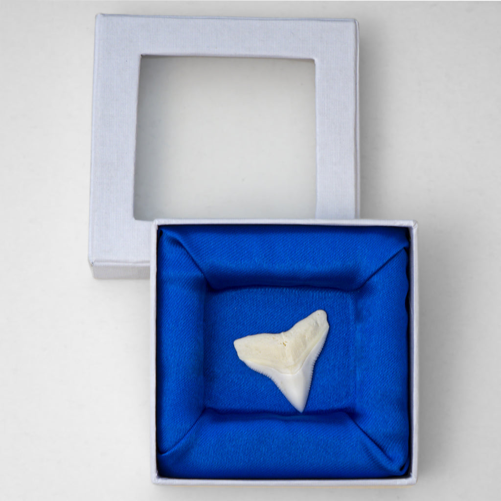 Bull Shark Tooth in Display Box | Great Shark Present – Oceanicshark