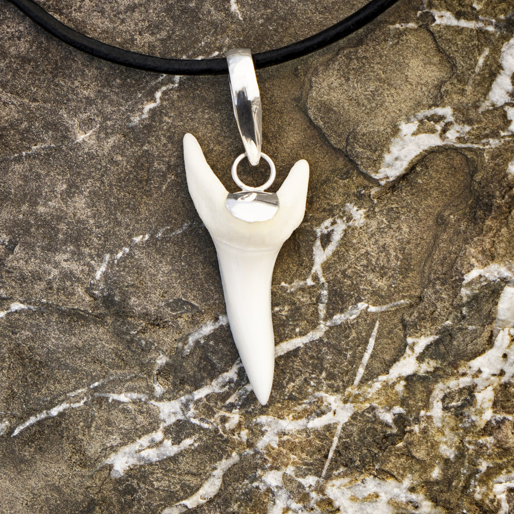 Mako Shark Tooth Necklace - St Valentine's Boyfriend Gift Idea ...