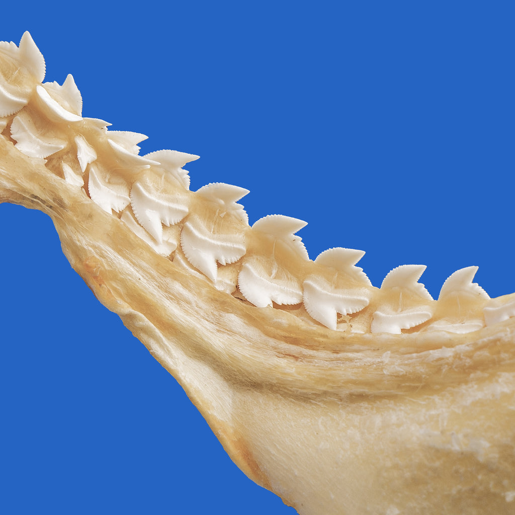 Real Tiger Shark Jaws - Great Bar Display Idea – Oceanicshark