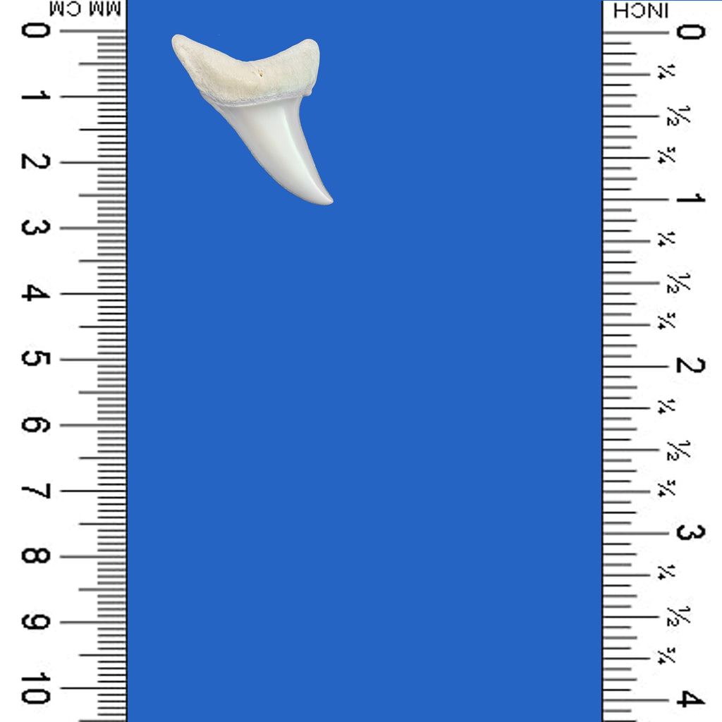 Mako Shark Tooth By Oceanicshark | Worldwide Shipping