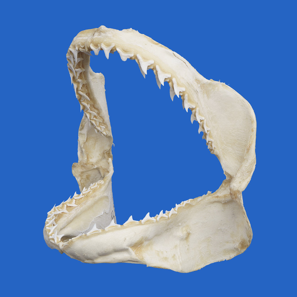 Bigeye Thresher Shark Jaws - Worldwide Delivery From Australia ...