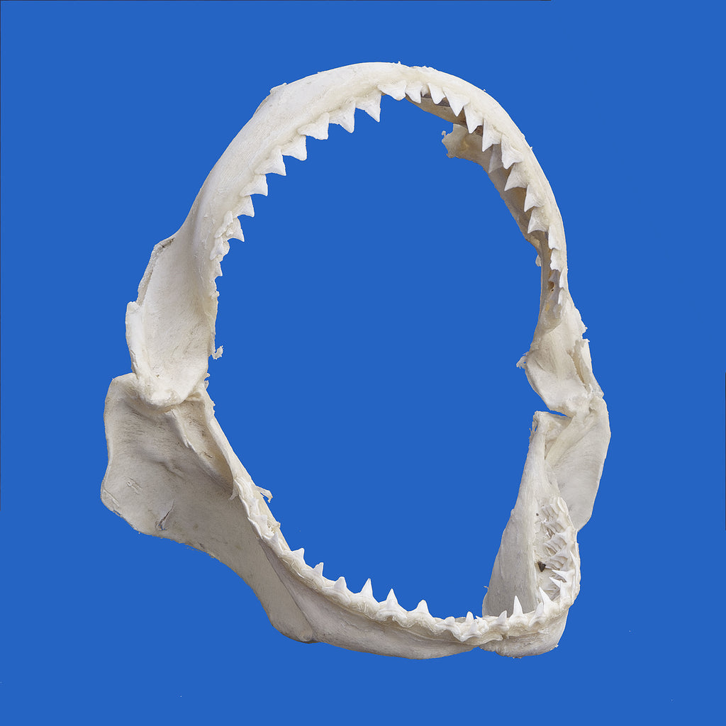 Real Bull Shark Jaws for Sale - Worldwide Shipping From Australia ...