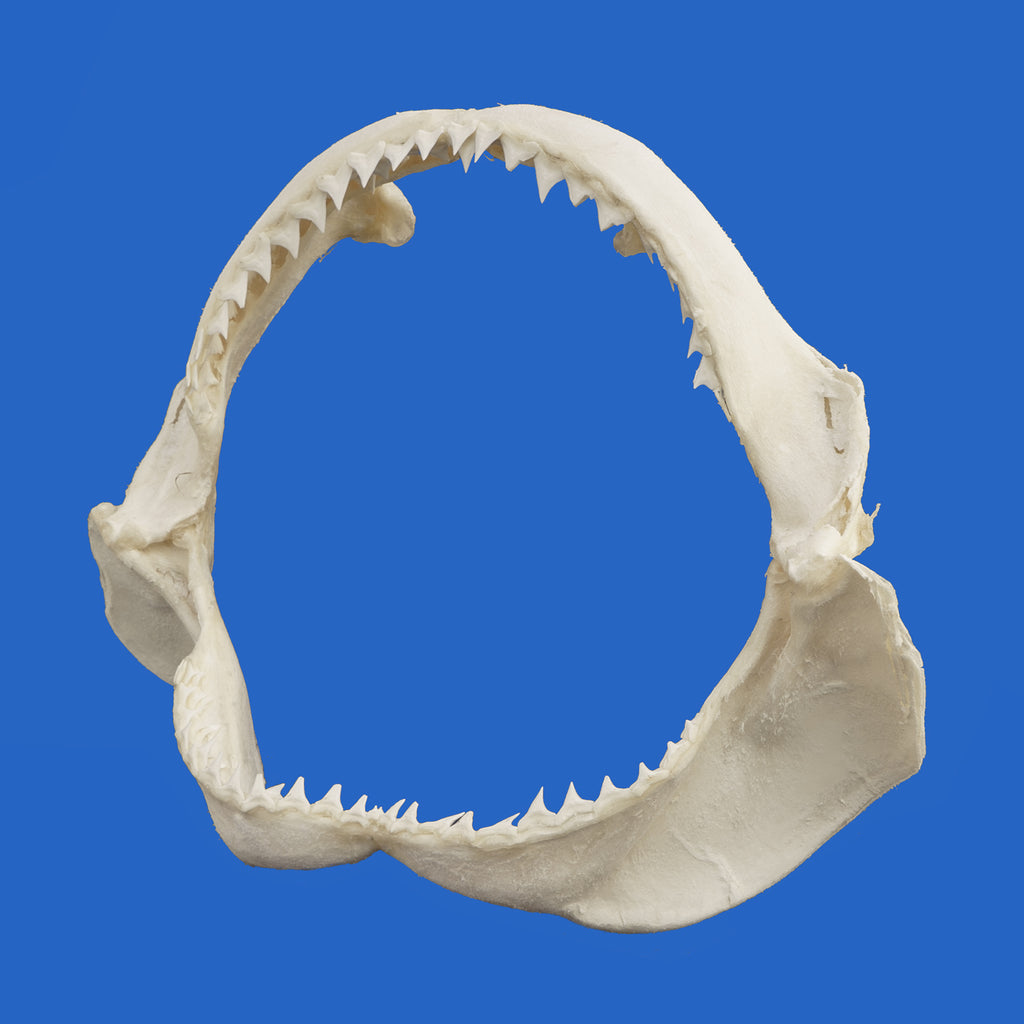 Bull Shark Jaw | Great Shark Display | Worldwide Delivery – Oceanicshark
