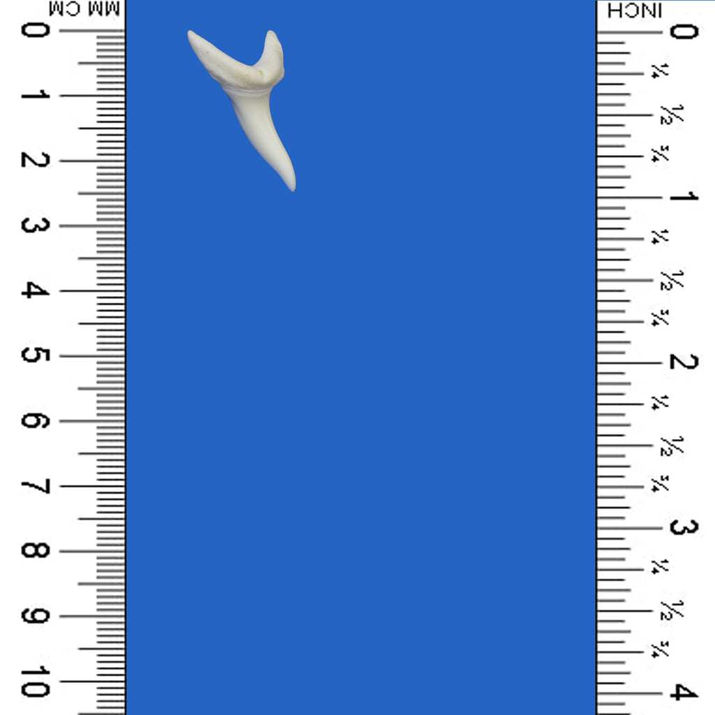 Real Shark Tooth By Oceanicshark | Worldwide Shipping