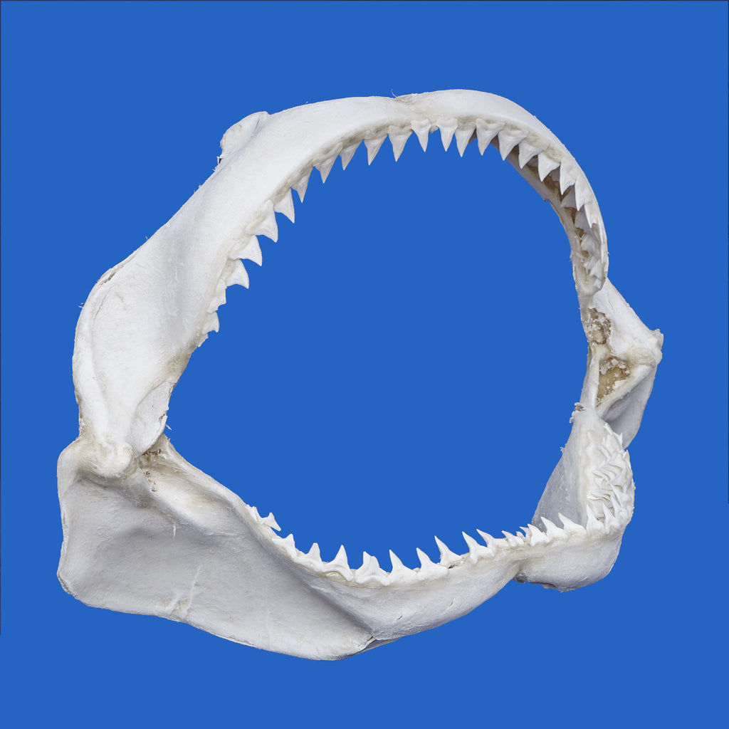 Large Bull Shark Jaws - Worldwide Delivery – Oceanicshark