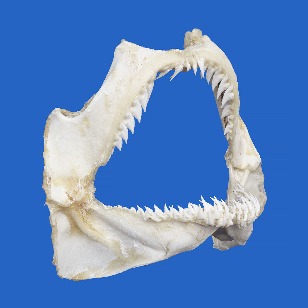 Snaggletooth Shark Jaws For Sale | Oceanicshark Company