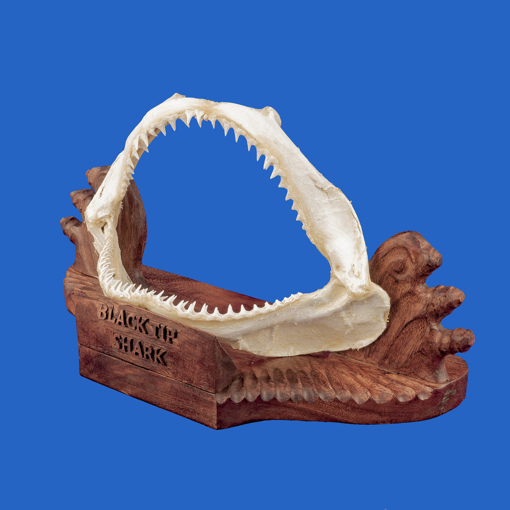 Blacktip Shark Jaws For Sale On Display - Worldwide Shipping – Oceanicshark