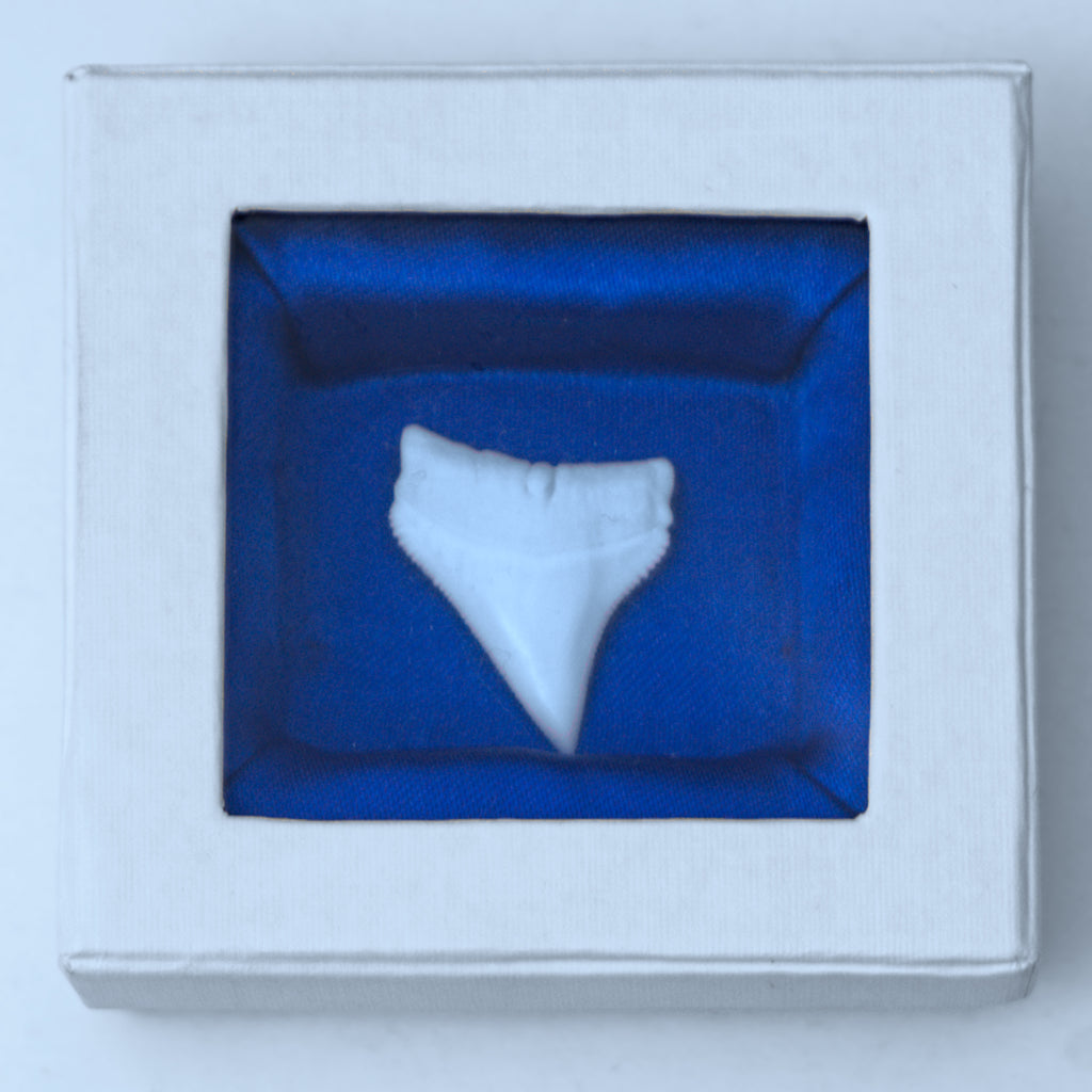 Whitetip Shark Tooth in Display Box | Great Shark Present – Oceanicshark