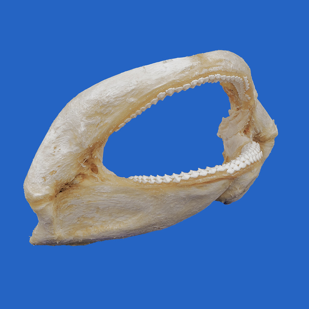 Nurse Shark Jaw Jaw Dropping Moment Of Marine History | Noosa Today