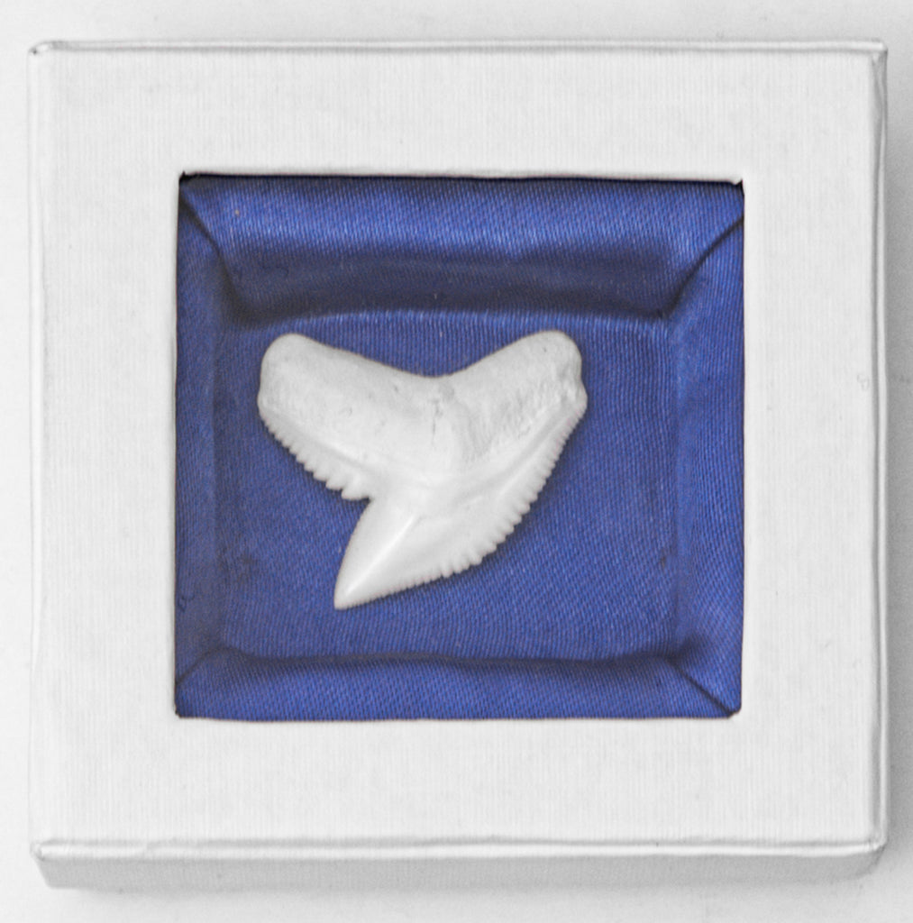 Tiger Shark Tooth In Display Box | Great Shark Present – Oceanicshark