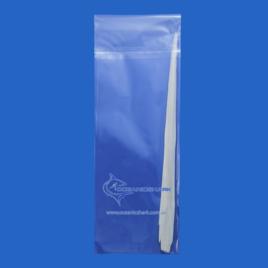 Extra Large Stingray Barb | International Delivery – Oceanicshark