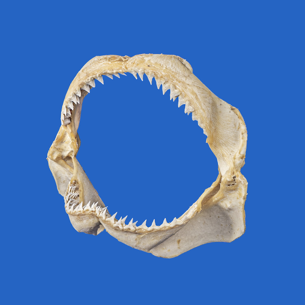 Bull Shark Jaws - Worldwide Delivery – Oceanicshark