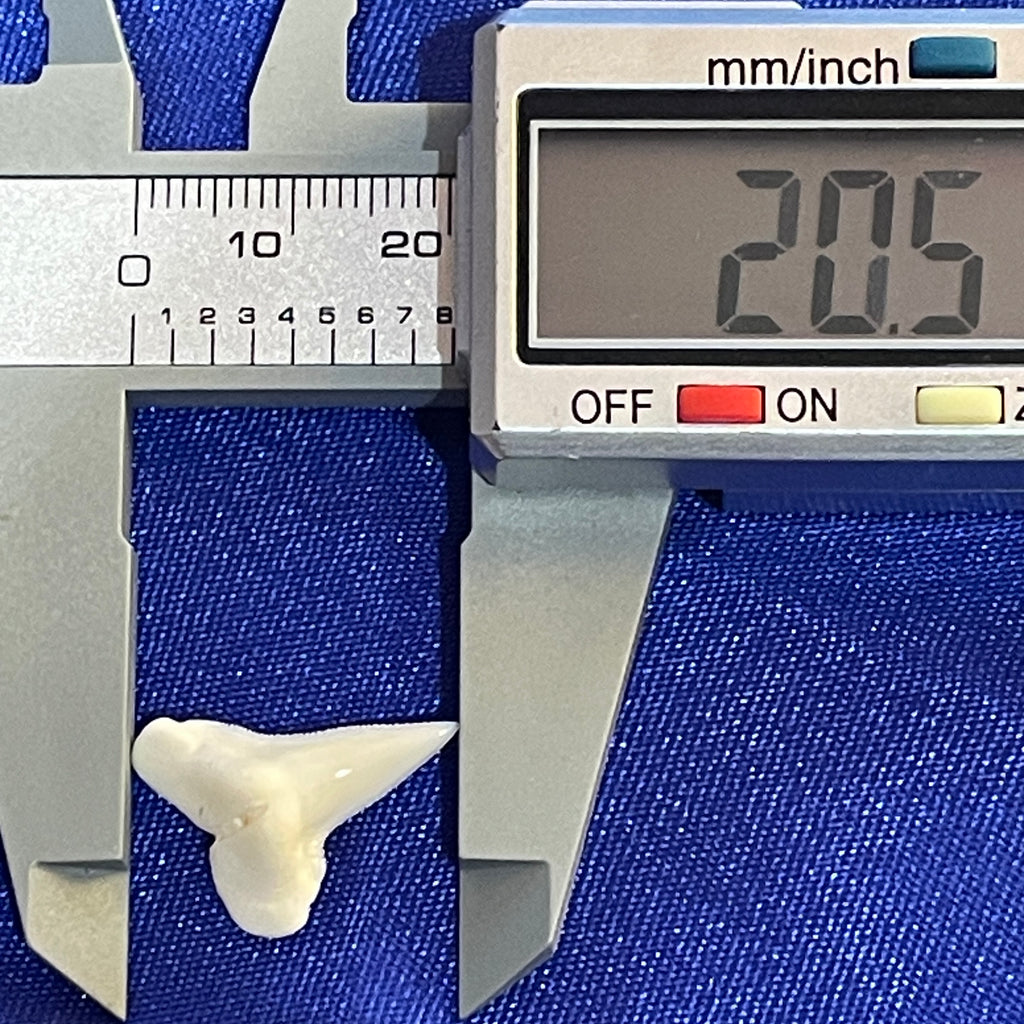 Authentic Great Hammerhead Shark Tooth | International Delivery ...