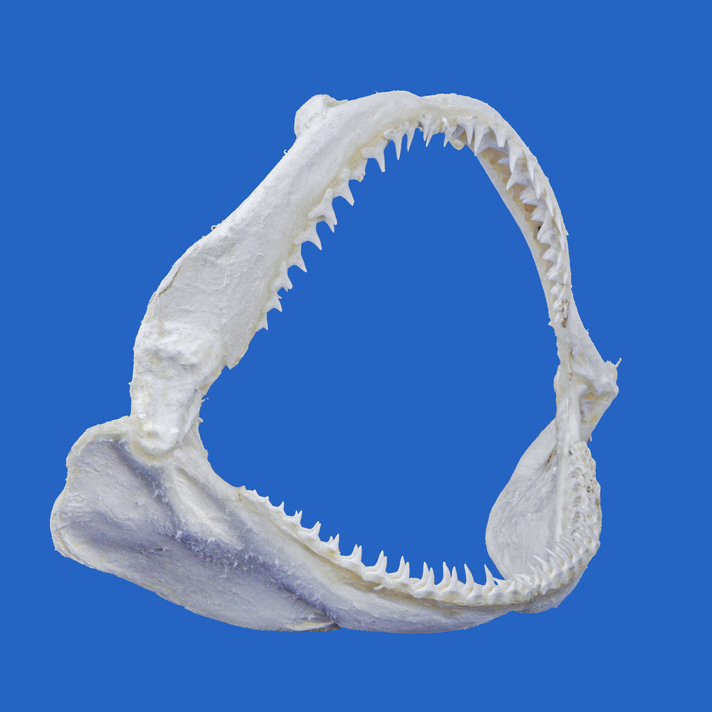 Shark Jaws For Sale - Unique Shark Present - Worldwide Delivery ...