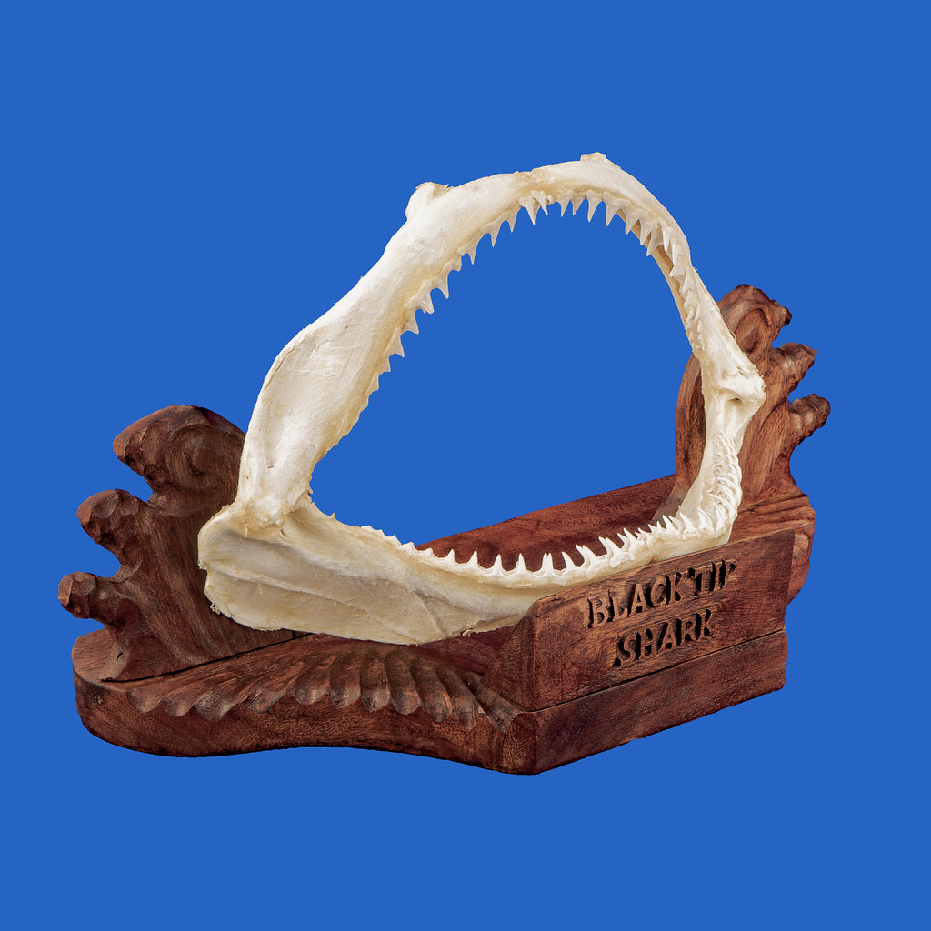 Blacktip Shark Jaws For Sale On Display - Worldwide Shipping – Oceanicshark
