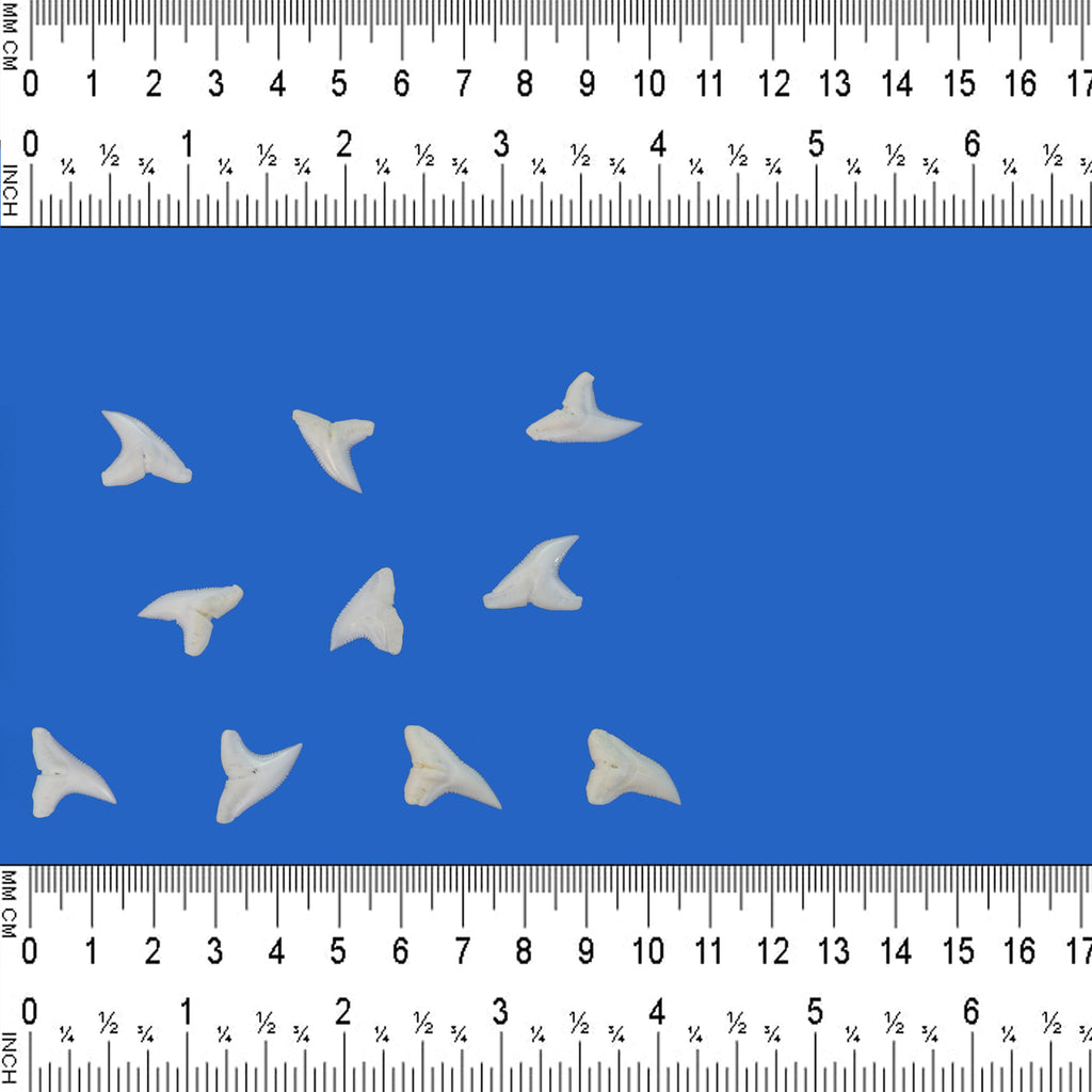 Real Shark Teeth For Sale | Oceanicshark Company