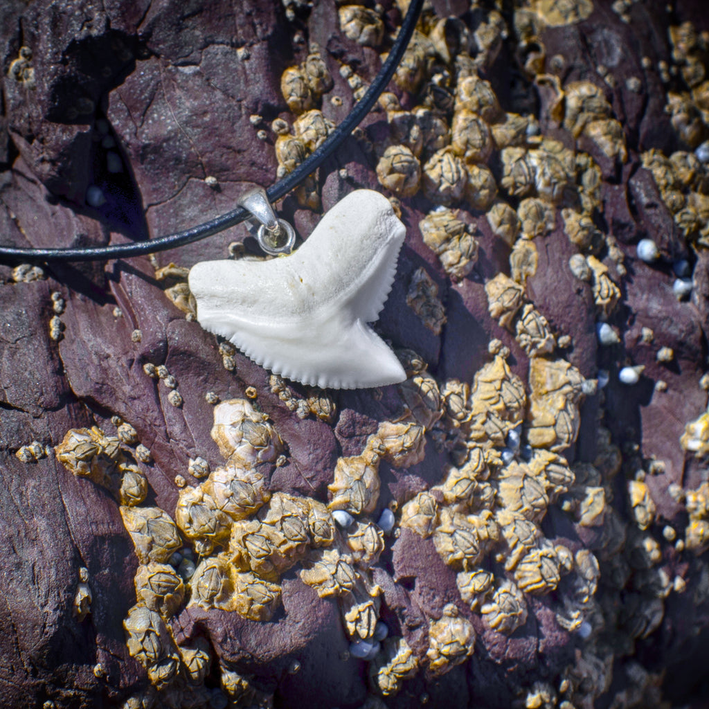 Tiger Shark Tooth Pendant Silver | Perfect Shark Present – Oceanicshark