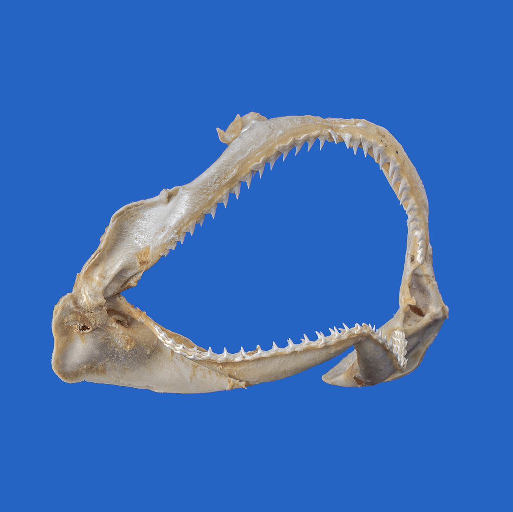 Shark Jaws Australia - Oceanicshark