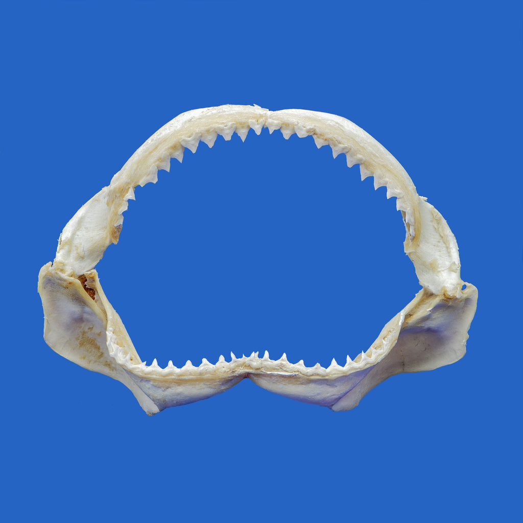 Real Bull Shark Jaws for Sale - Worldwide Shipping From Australia ...