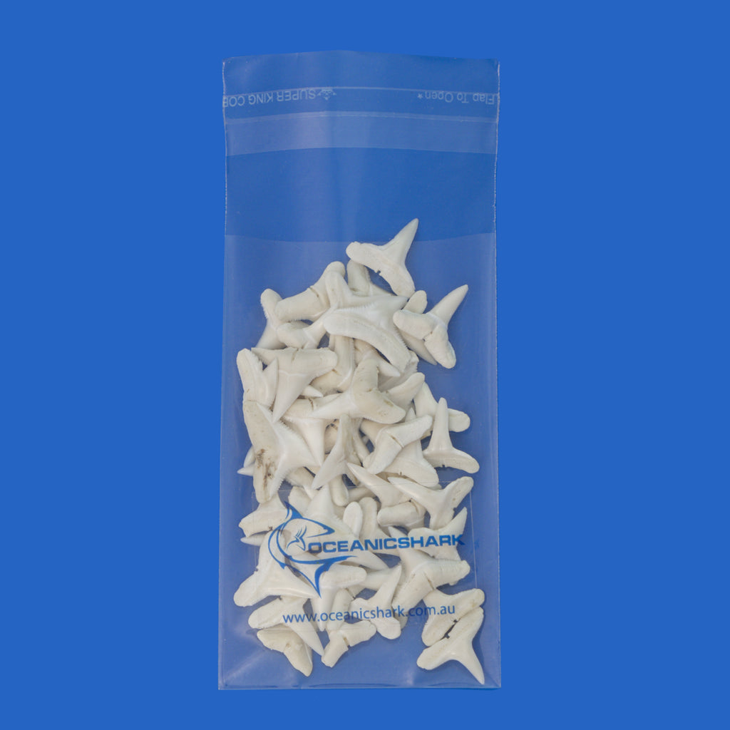 Shark Teeth | Oceanicshark Australia | Worldwide Delivery