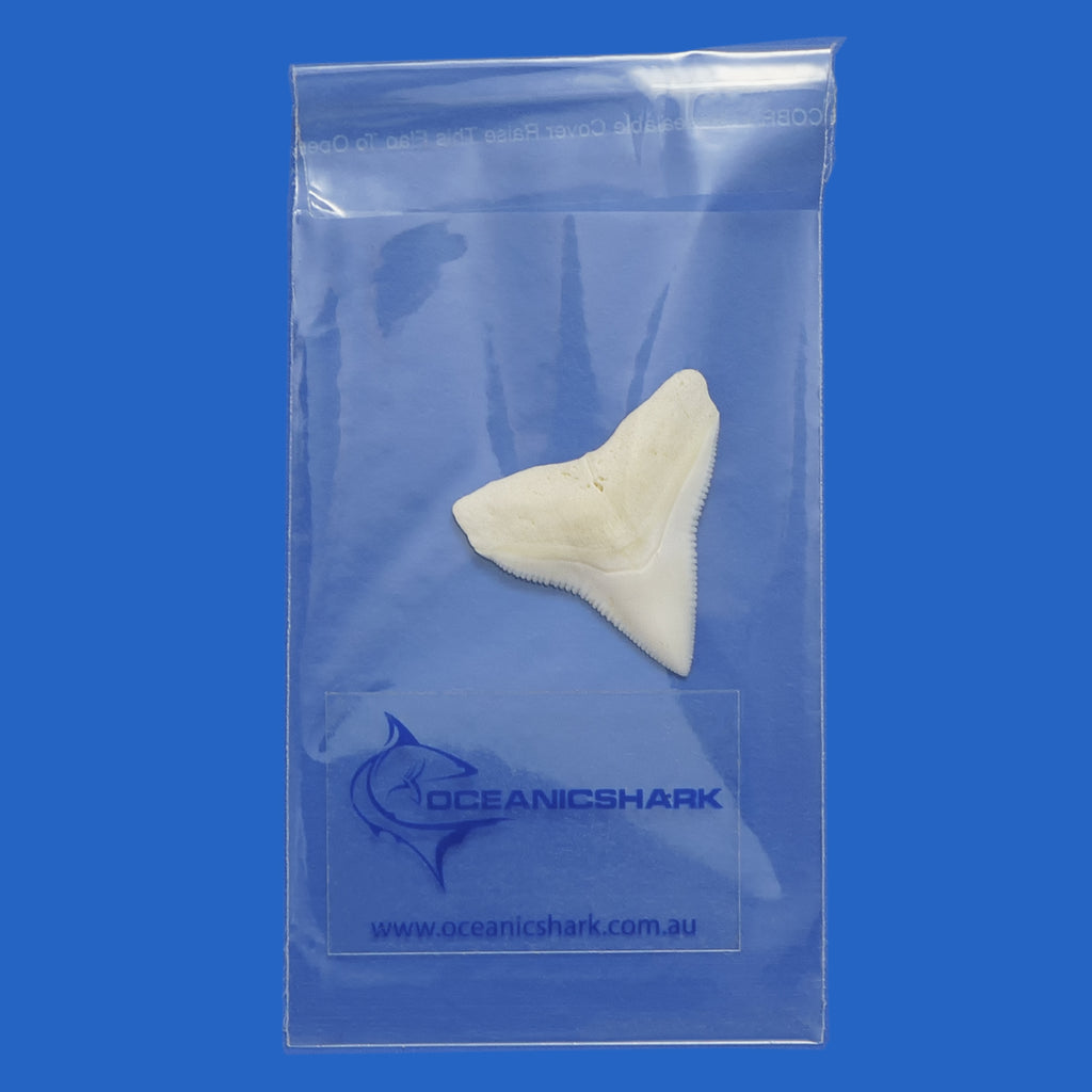Six Bull Shark Teeth For Craft Jewelry Making – Oceanicshark