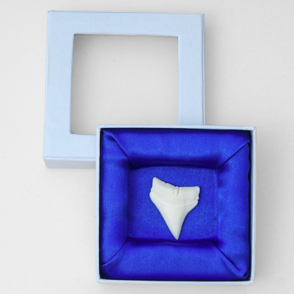 Whitetip Shark Tooth in Display Box | Great Shark Present – Oceanicshark