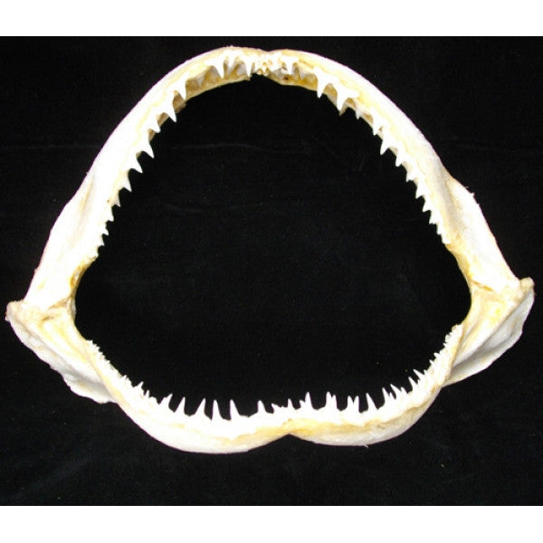 Shark Jaws For Sale - FREE Shipping Australia Wide – oceanicshark