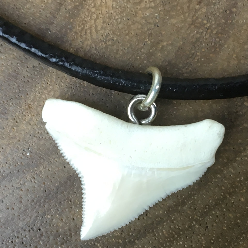 Bull Shark Tooth Necklace For Sale Oceanicshark