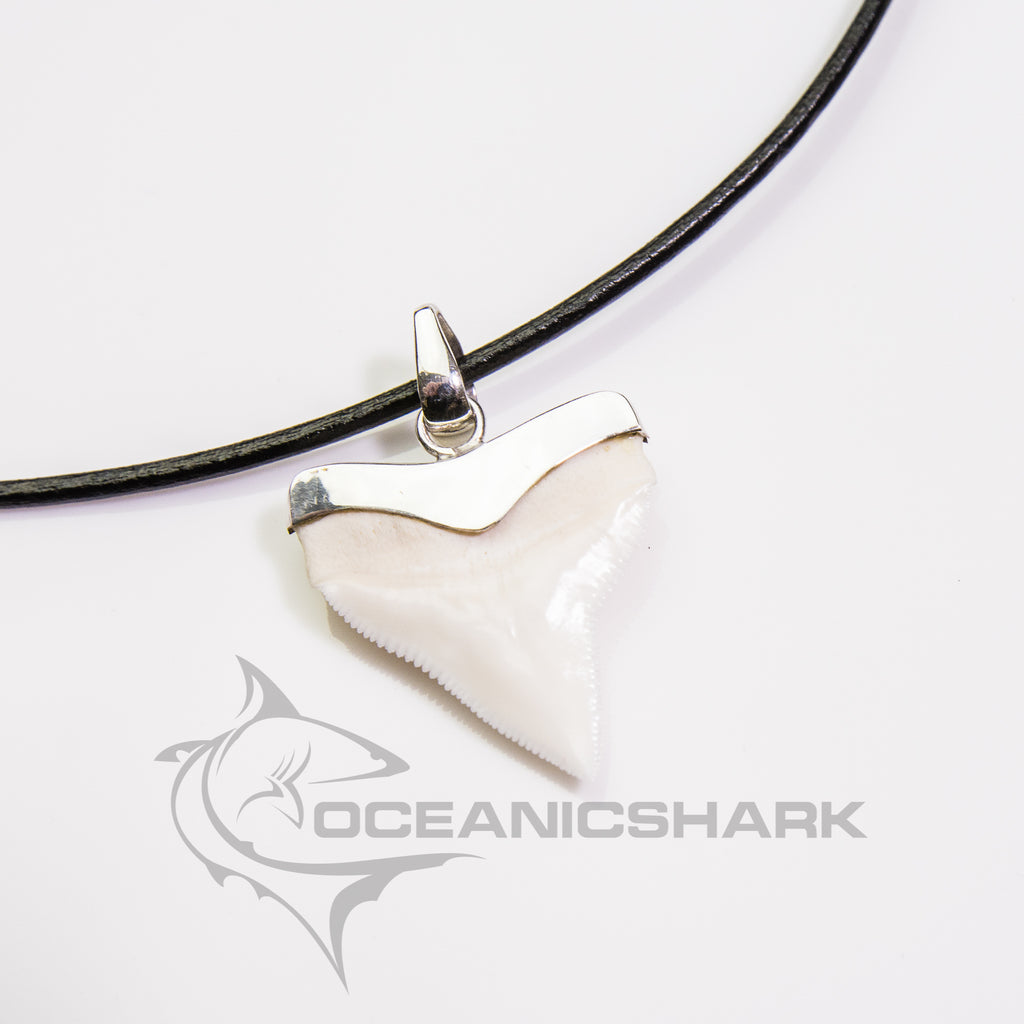 Oceanicshark Large Bull Shark Tooth Pendant