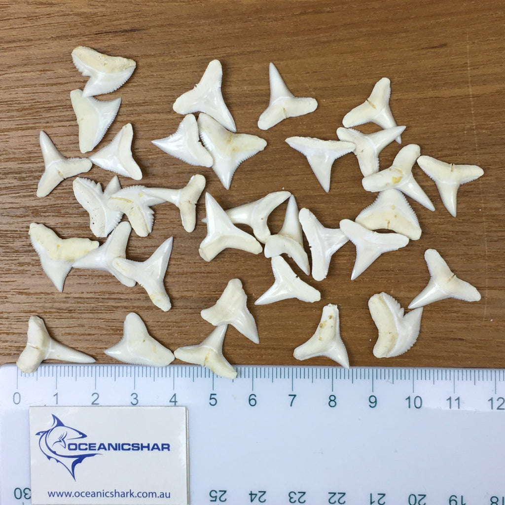 Shark Teeth | Oceanicshark Australia | Worldwide Delivery