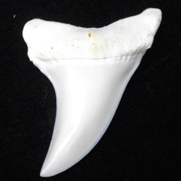 Boxed Shortfin Mako Isurus Oxyrinchus loose tooth lt-m-3 generic ...
